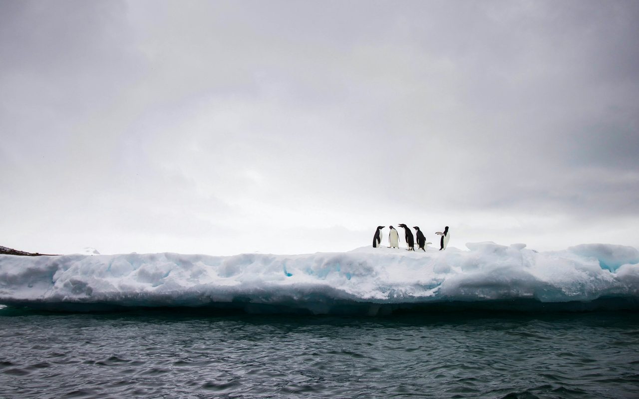 The Best Time to Visit Antarctica — a Luxury Expedition Guide | Forest ...